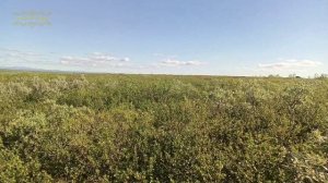 Воркута. 02.08.25. Тундра, солнце, комары.