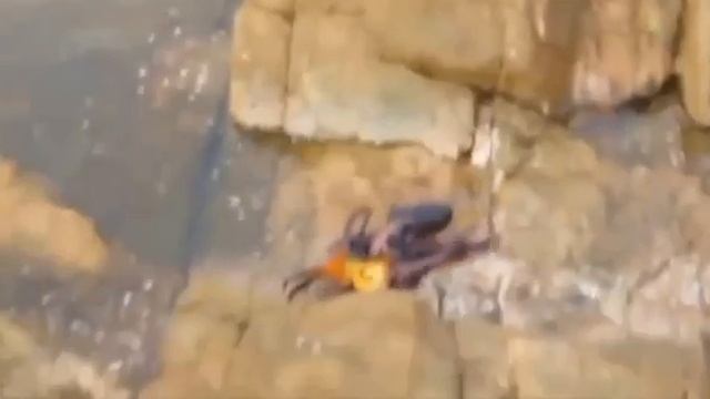 осьминоги способны переварить любое создание, встречаемое ими в морских глубинах