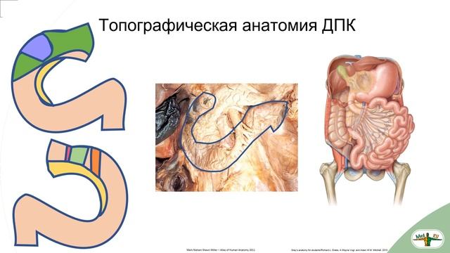 Брюшная_полость_-_топография_двенадцатиперстной_кишки