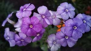Влог 28.07-3.08.25 Лёвушке нужна помощь. Трон для мужа.