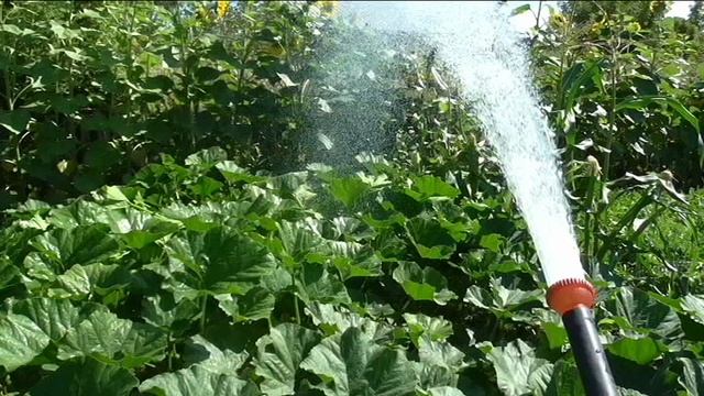Полив разных культур на огороде