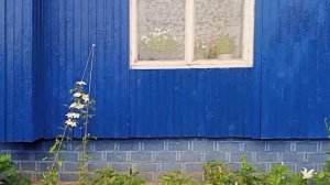 Обновили дом/пироги в 1:00 ночи.