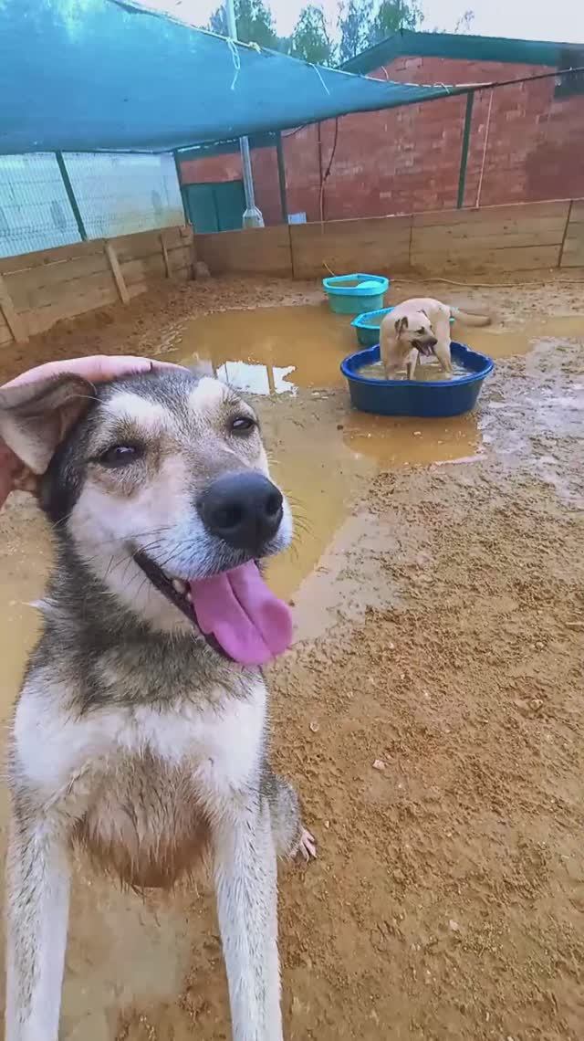 "Площадковое" ❥ Приют в Малинках
