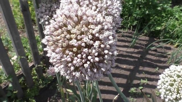 Как цветет лук порей