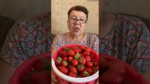 IMG_8816 Продолжаем собирать урожай Виктории.