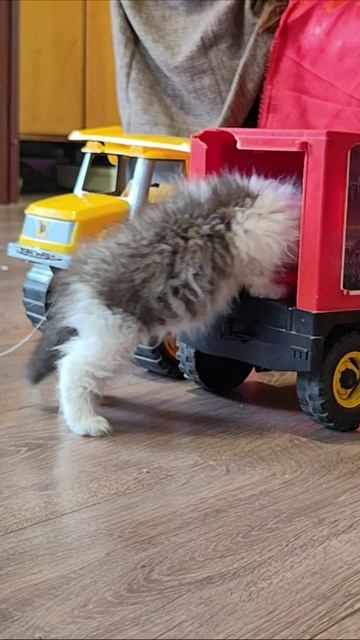 Маленький котёнок катался на детском грузовике! #котята