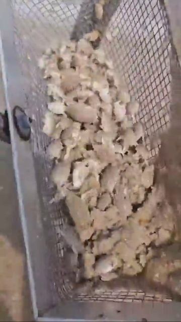 На берегу моря прямо под вашими ногами копошатся сотни маленьких существ