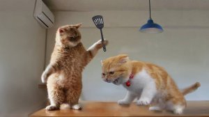 ПРИКОЛЫ С ЖИВОТНЫМИ ДО СЛЕЗ #118 Смешные КОТЫ И СОБАКИ  Приколы