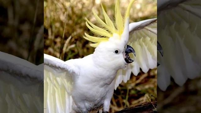 Какаду