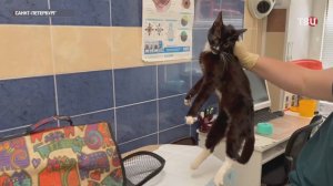 Спасенного с набережной Фонтанки кота назвали Орфеем / События на ТВЦ