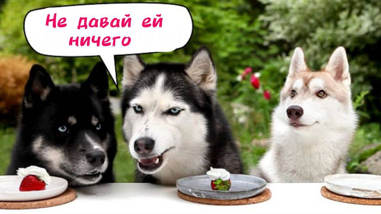 Собаки — вегетарианцы! Хаски любят ягоды и фрукты! Смешное видео с собаками