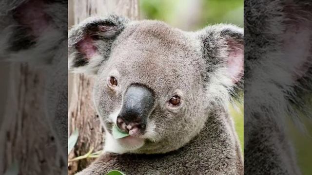 Коала