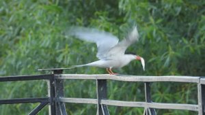 Речная Крачка с рыбой в клюве, наблюдение птиц в Великом Новгороде, 4 августа 2025