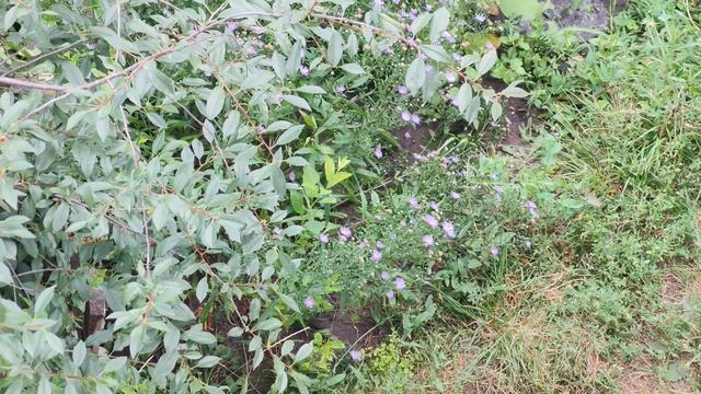 Цветы в деревенском огороде