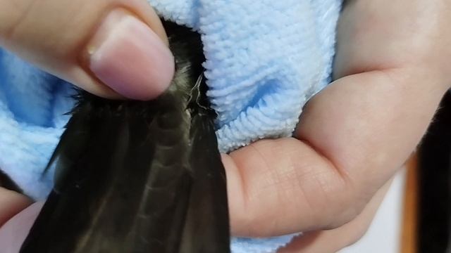 Как посмотреть трубочки на хвосте стрижа