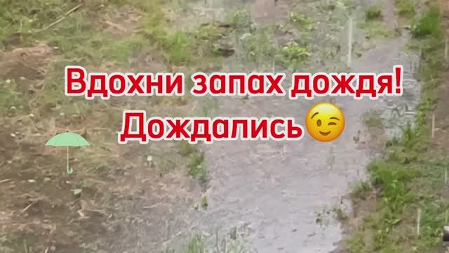 Дождались! Дождь пошел!