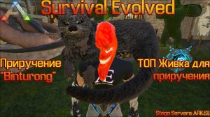 ARK Survival Evolved Приручение "Binturong" Топ живка для приручения.