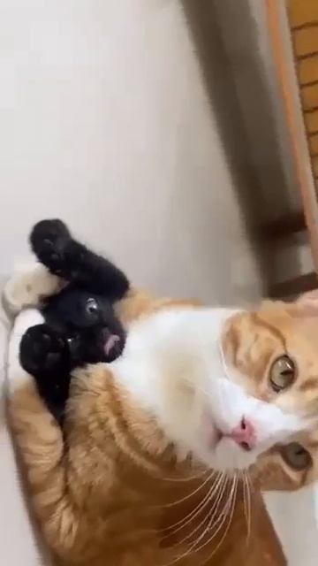 Моя добыча! 😺 Никому не отдам