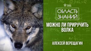 Правда и мифы о волках. Лекция зоолога Алексея Верещагина