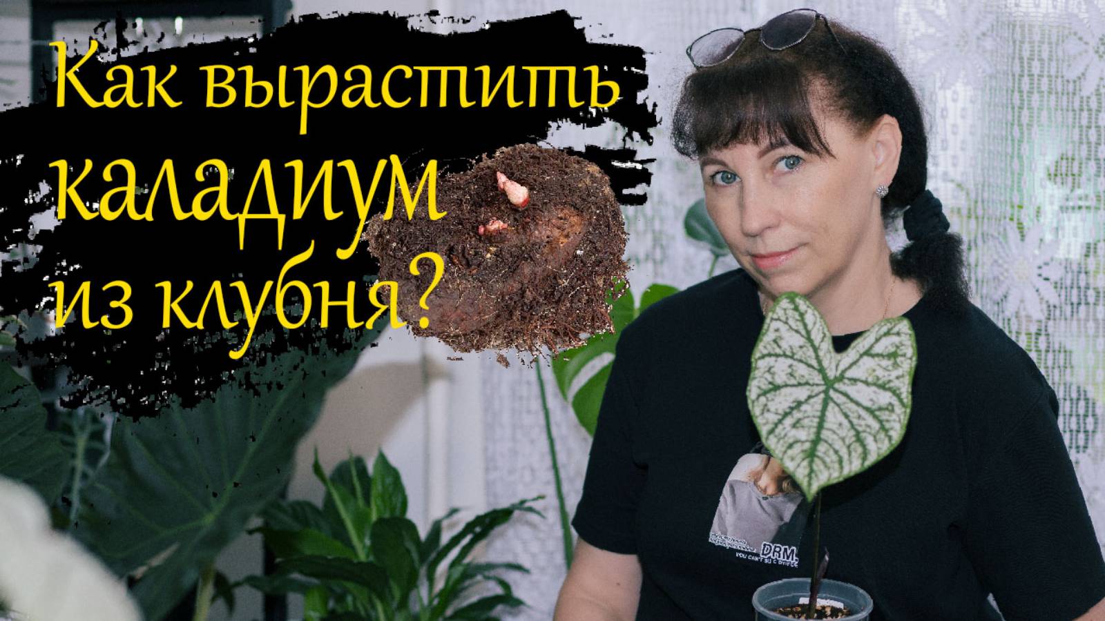 Как вырастить каладиум из клубня? #каладиум #выраститькаладиум #каладиумизклубня