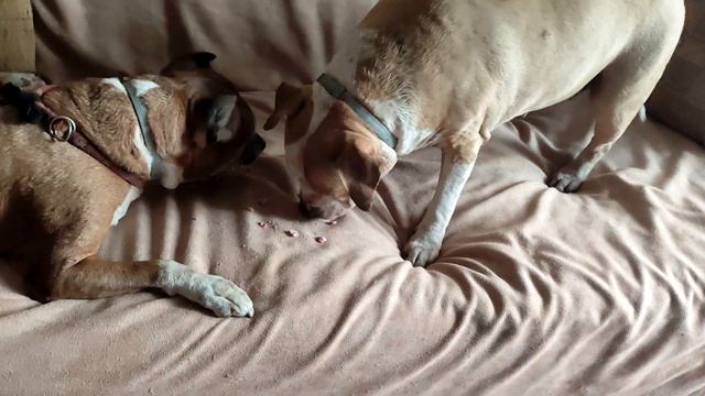 День рождения Tcenniy Prize Empress -7 лет!