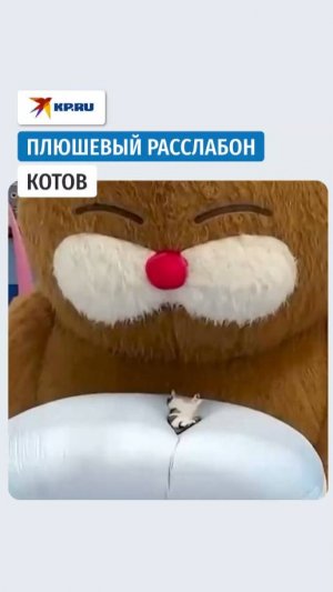 Плюшевый расслабон котов
