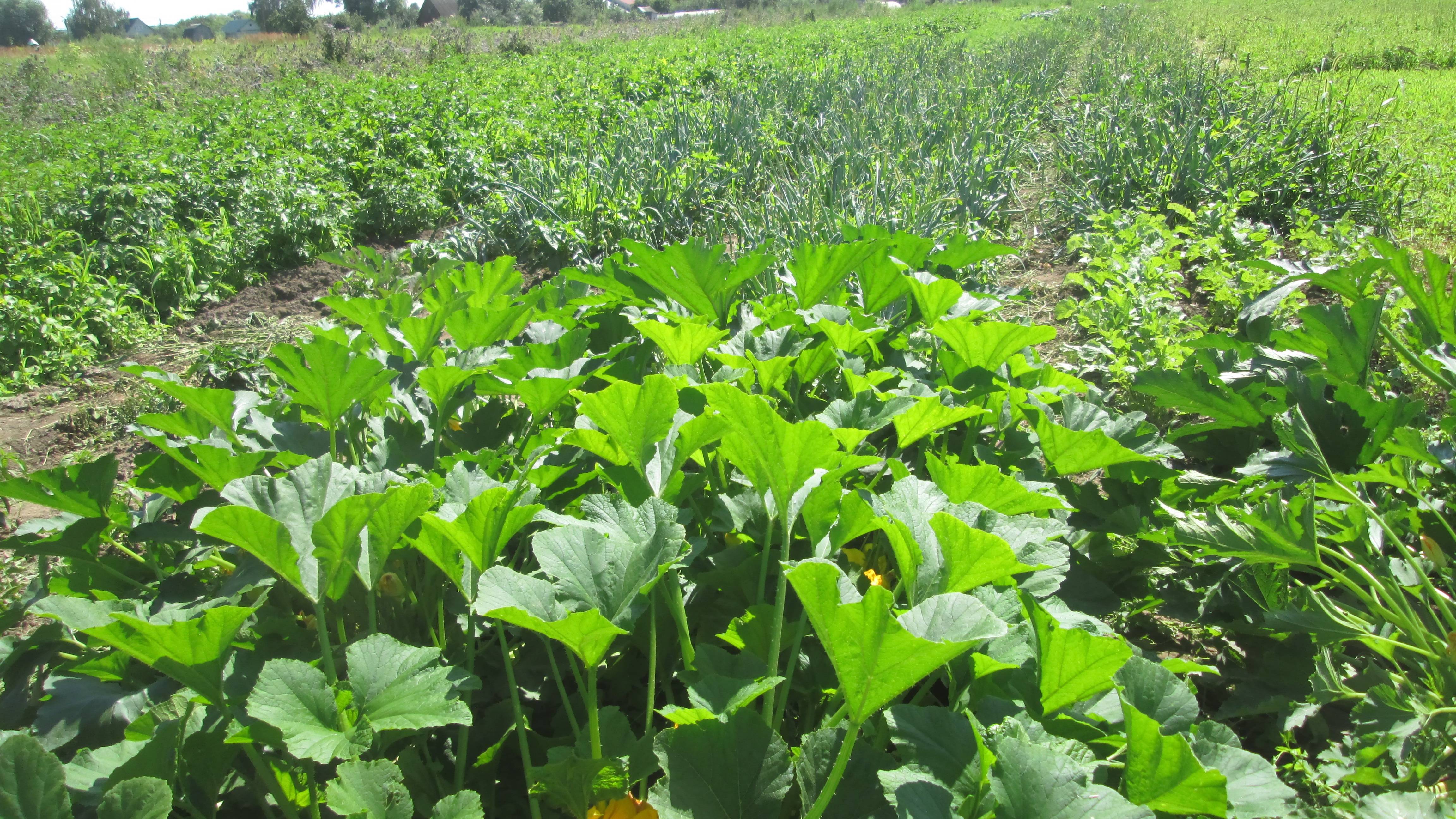 Огород в конце июля