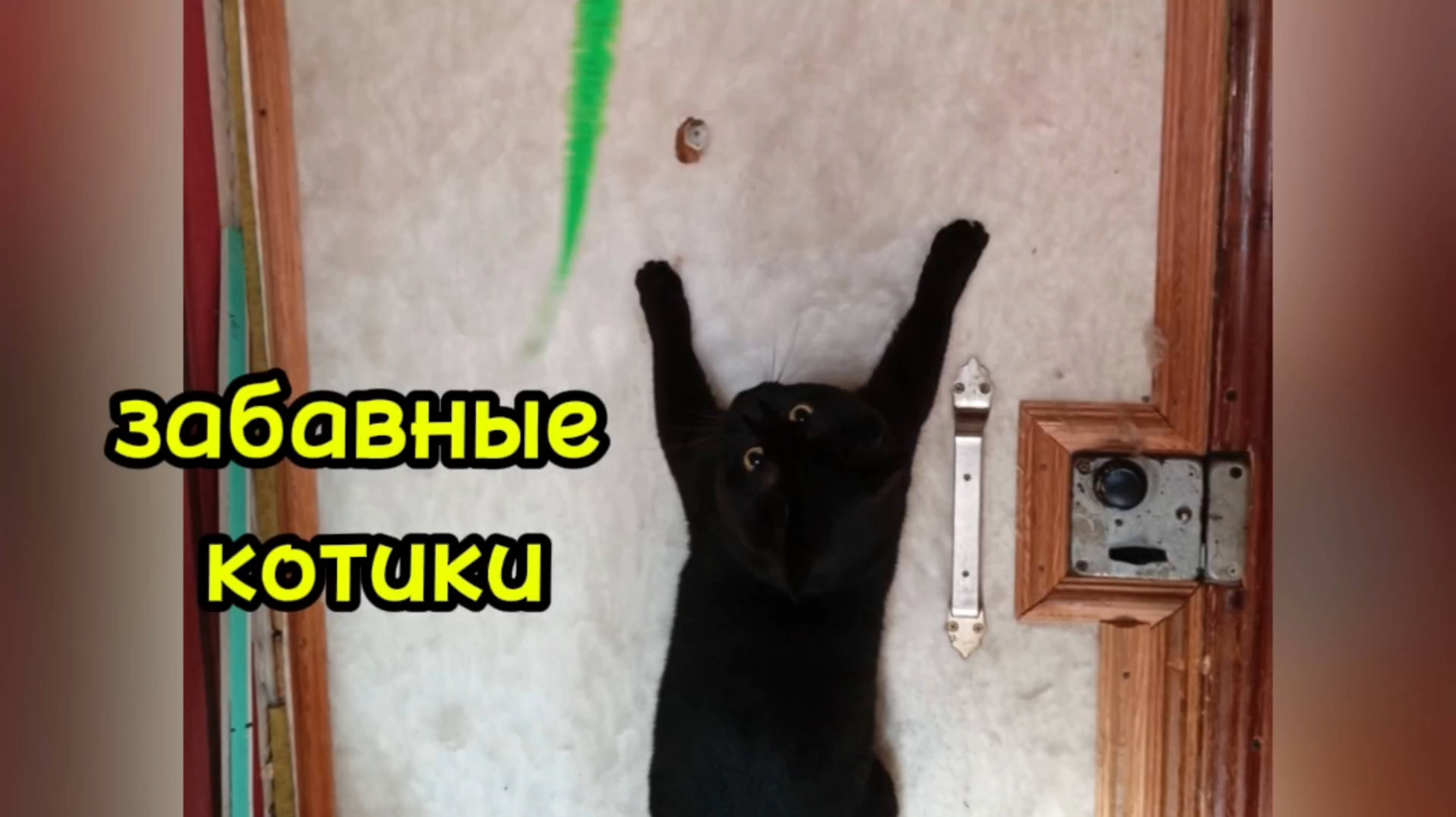 Забавные котики.