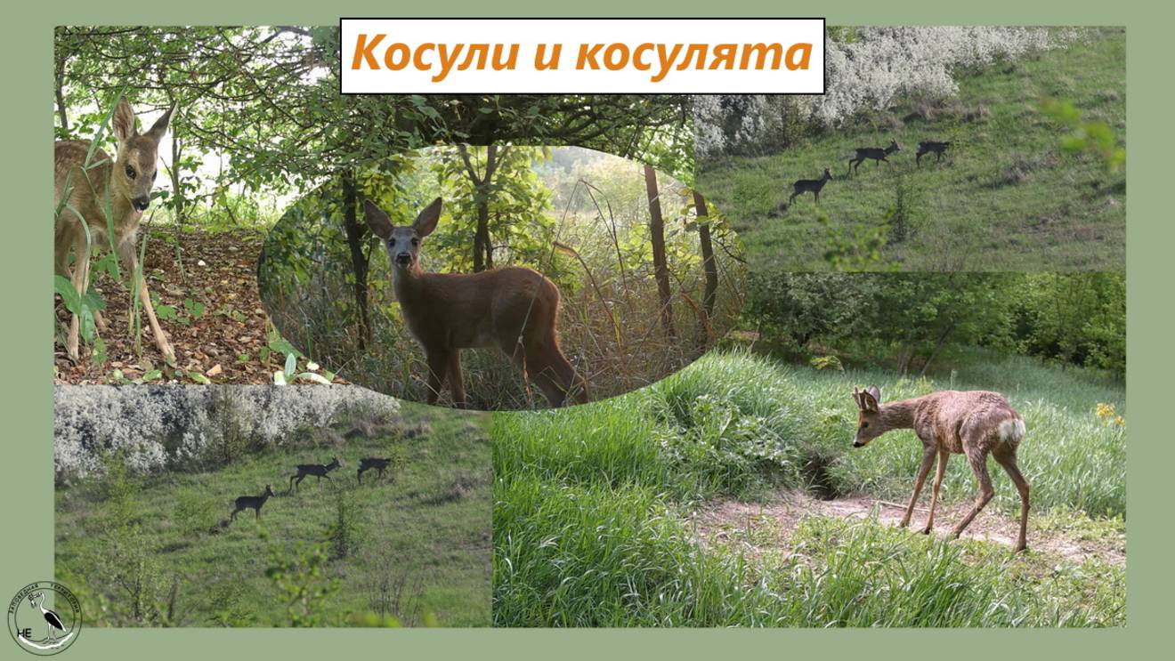 Косули: где живут, что едят, как растут косулята. Голос косули (лай)
