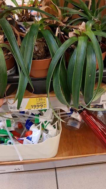 Забежала в Окей 👀🙈 г. Краснодар, ул. Крылатая,2