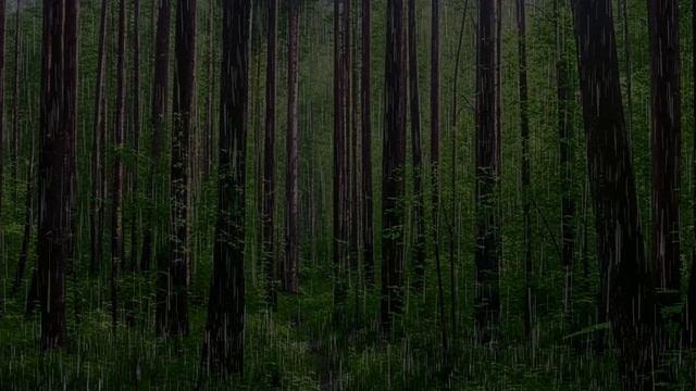 Дождь. Дождь онлайн. Мягкий дождь в лесу без грома