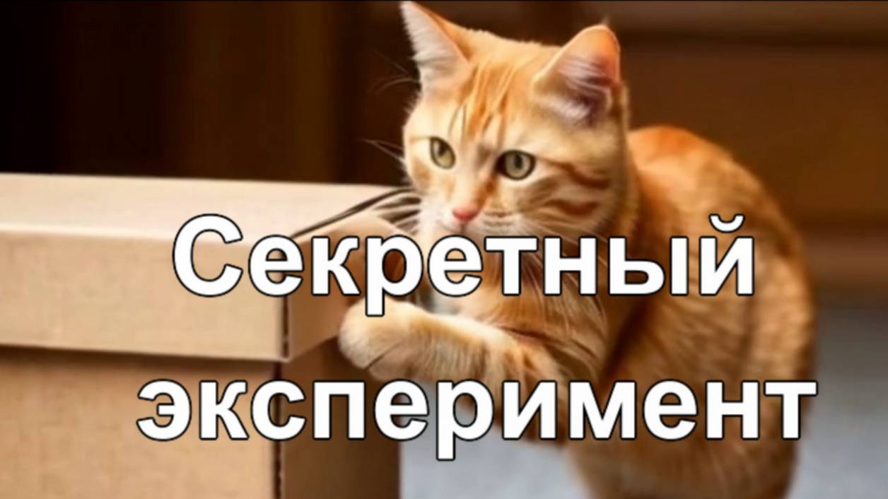 Секретный эксперимент. Что скрывает эта коробка🔍😹