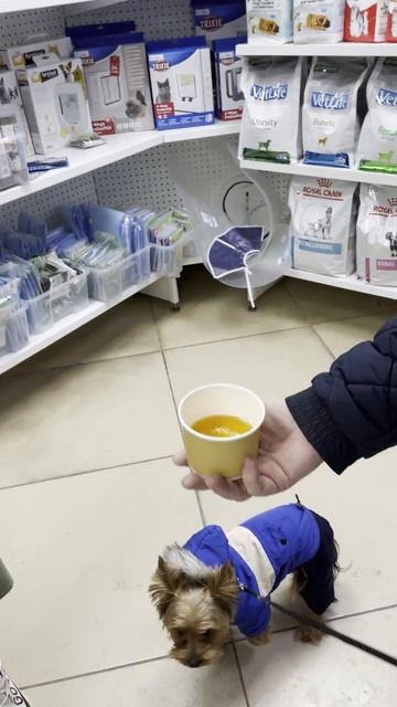 Мистер Гав 10 лет