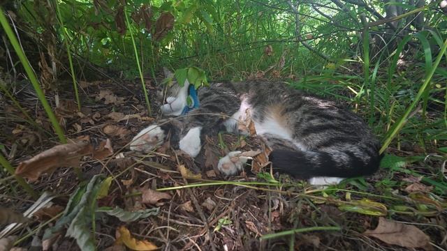 Мой Кот Барся