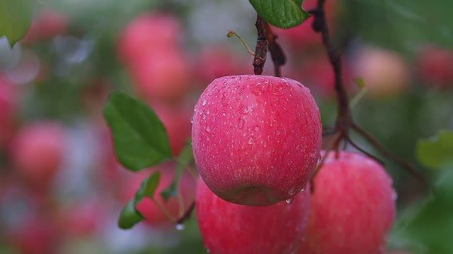 ГЕННАДИЙ КАМЕННЫЙ - НО, ВСЁ-ТАКИ, ЛЕТО - Монтаж Татьяны Ситниковой