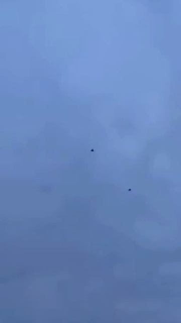 косяк птичек