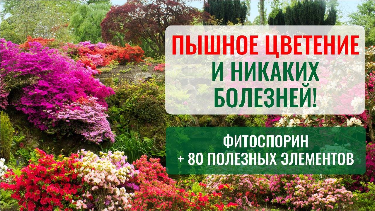 Чем подкормить и защитить цветы и декоративные кустарники в августе?