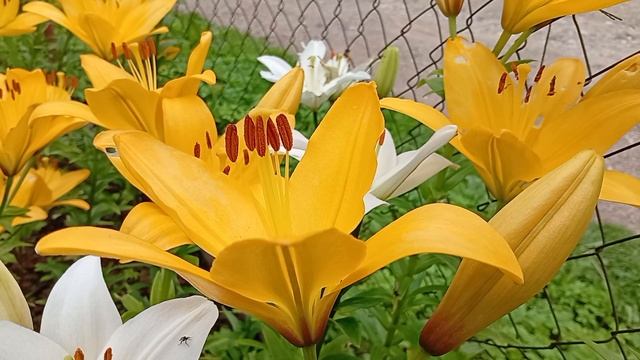 Зацвели мои лилии 🥰 Красота!