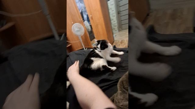 толстушка Лада