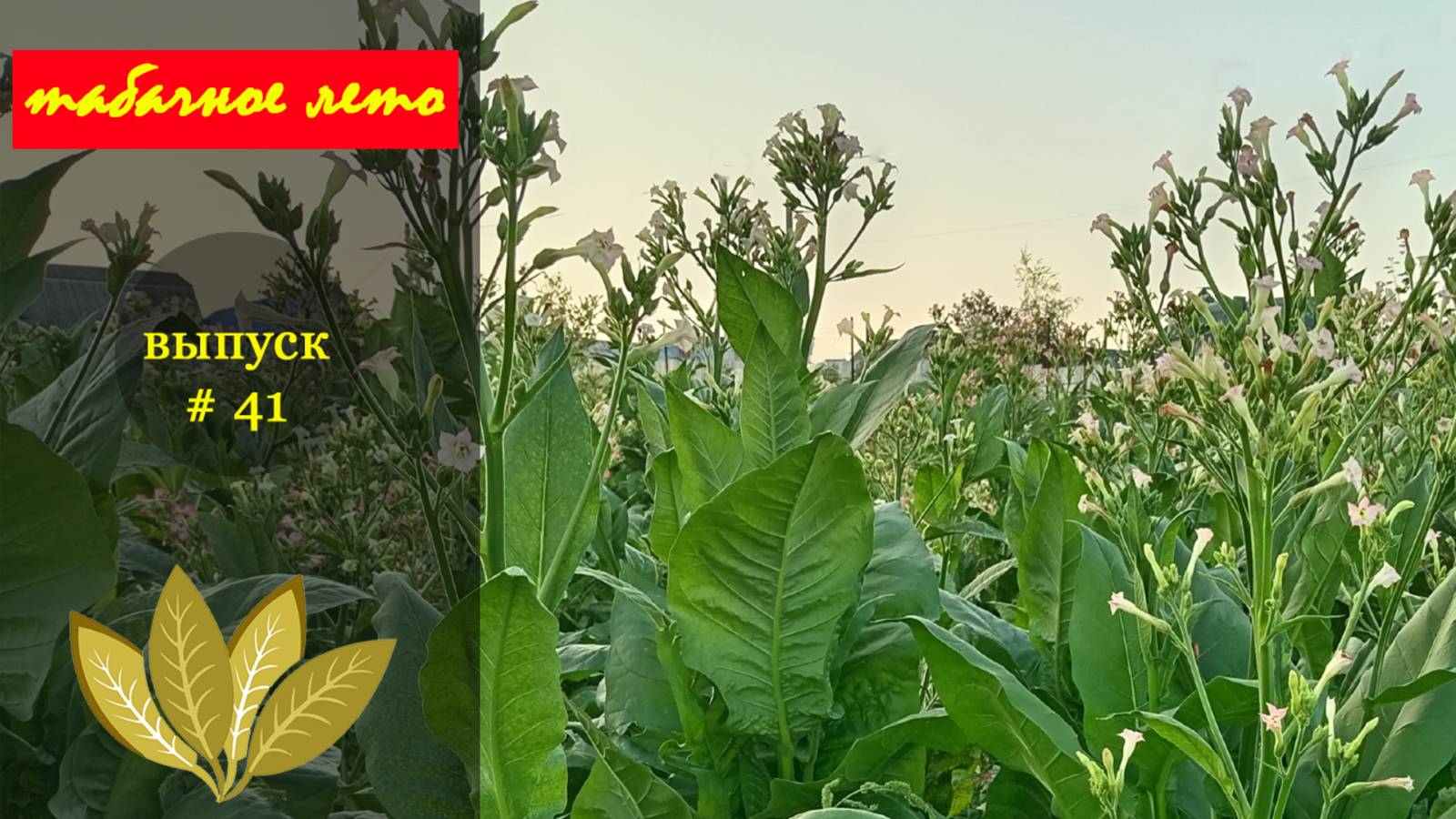 Выпуск #41 Август. Работа на семеннике. Сезон 2025 года. #табак