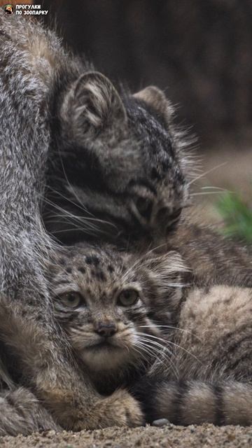 Манул Снежинка с котенком. Новосибирский зоопарк