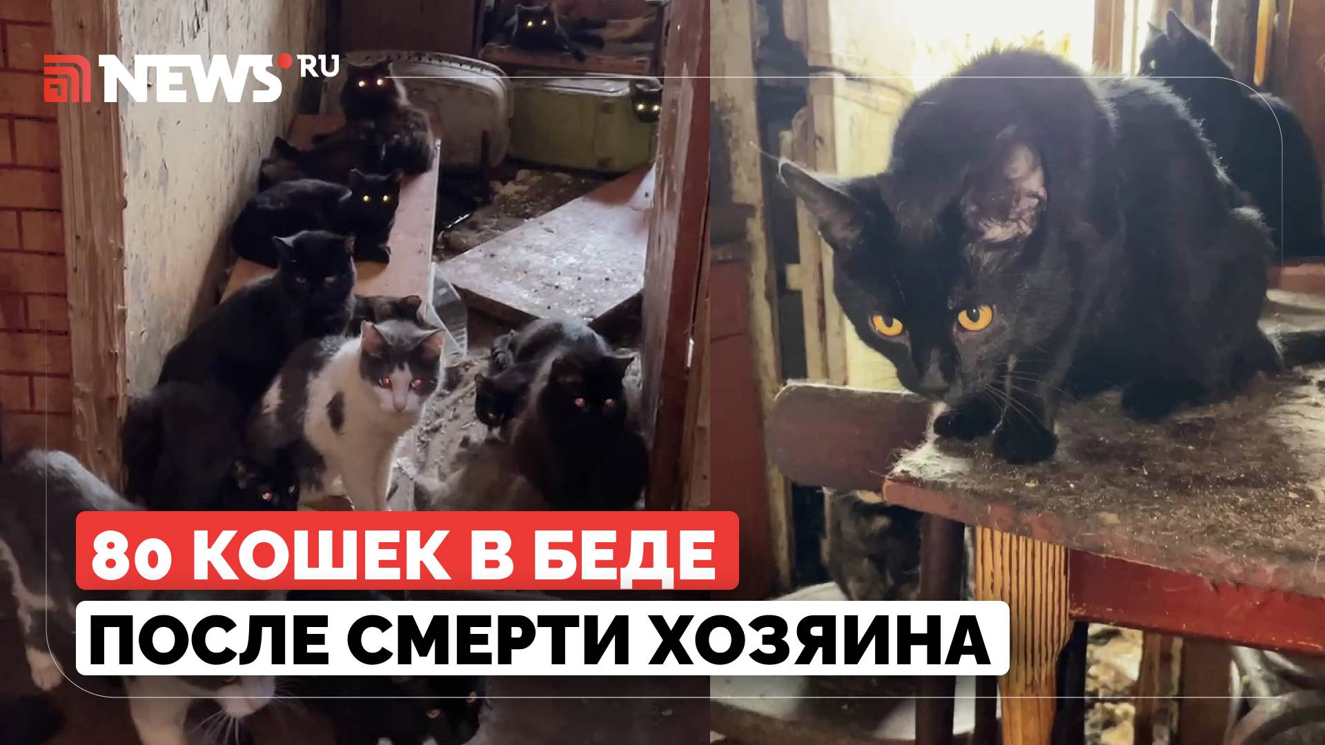 Под Москвой вскрыли квартиру пенсионера, который жил с 80 кошками