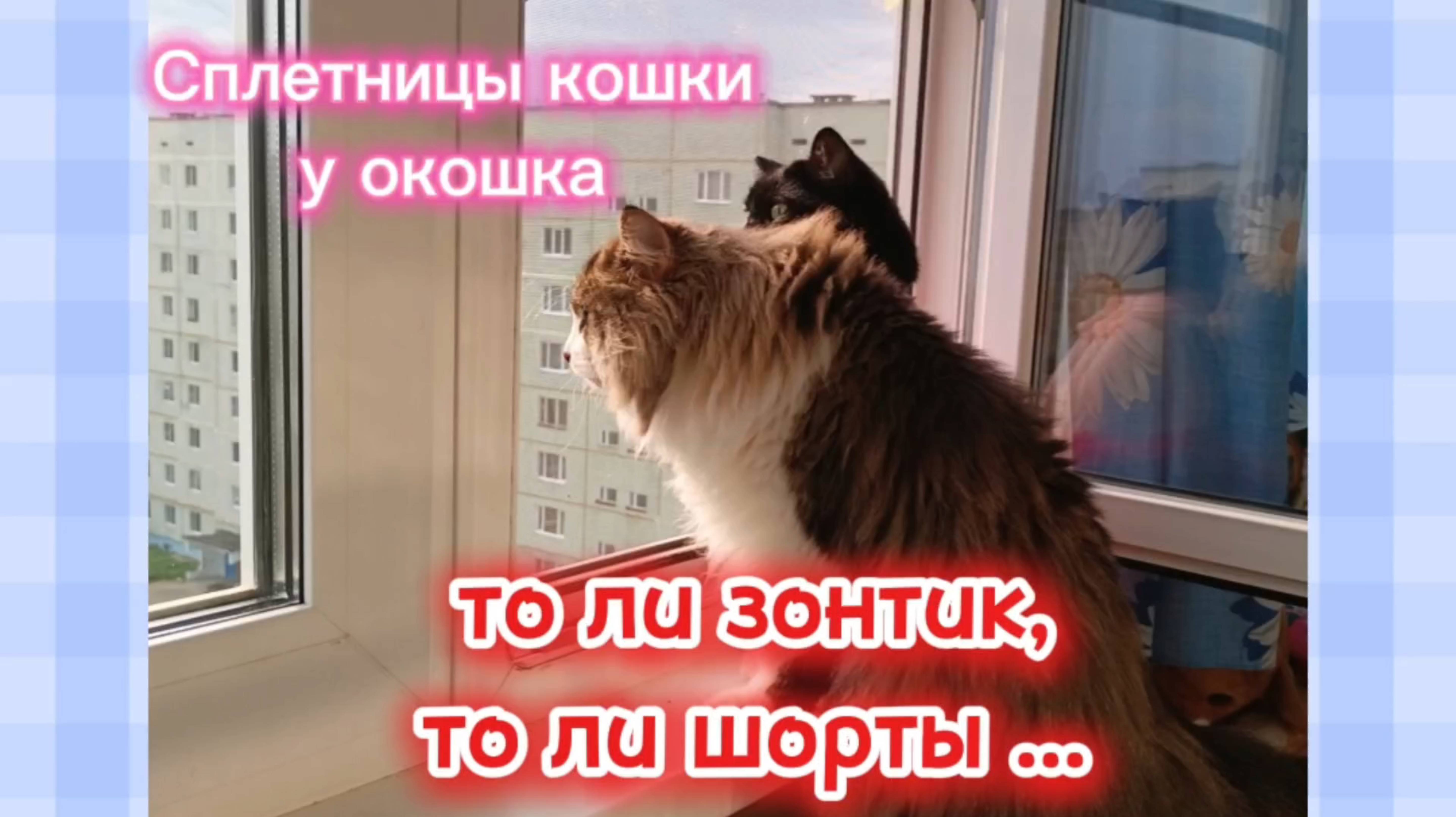 Прикольная озвучка кошек. Сплетницы кошки у окошка.