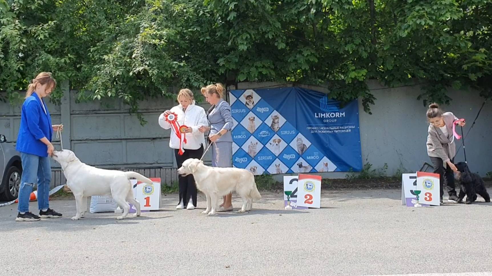 13.06.2025, СПб. Клуб "Беар-Лайк-2" (РКФ, РФЛС). Выставка собак САС 8 группы FCI