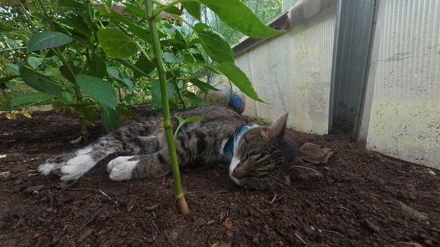 Мой Кот Барся