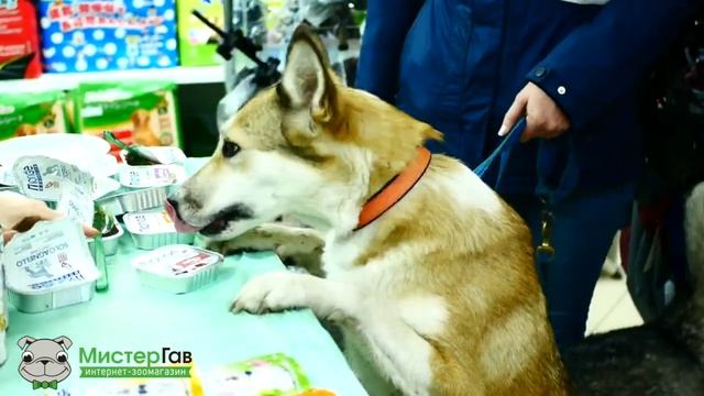 Зоомагазину Мистер Гав 8 лет