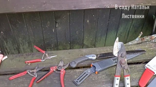 Дача 1-3 августа 2025, часть 1. Туи Spiralis, Zmatlik, инструмент ARS, птицы (зарянка и ворона)