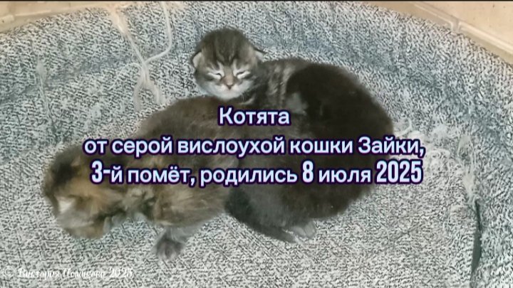 Три котёнка, котятам 10 дней