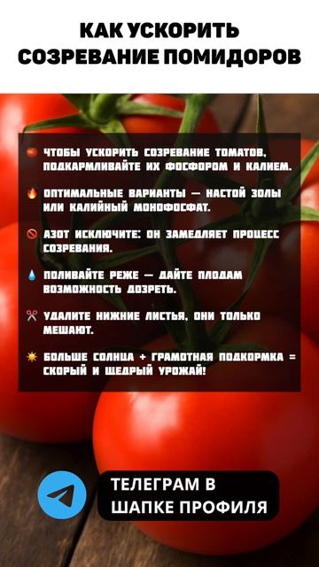 Как ускорить созревание помидоров #помидоры #урожай2025 #огород