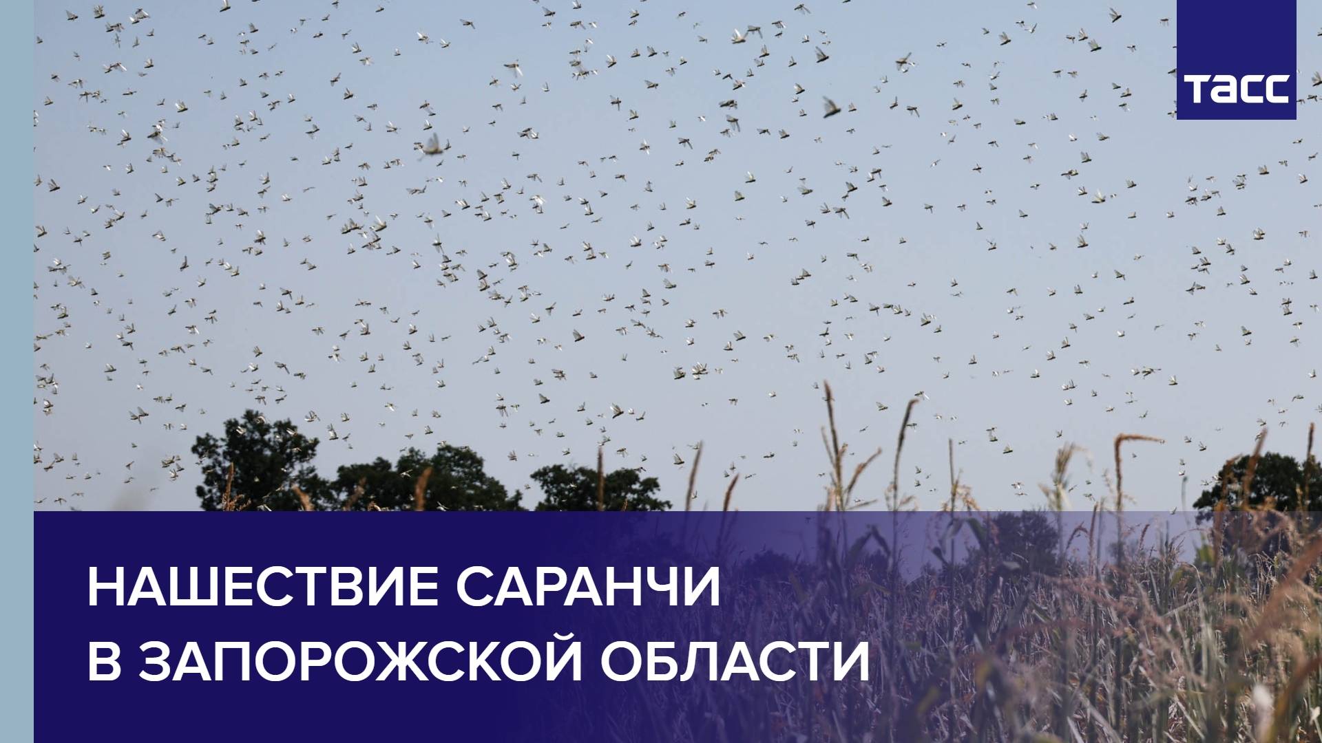 Нашествие саранчи в Запорожской области